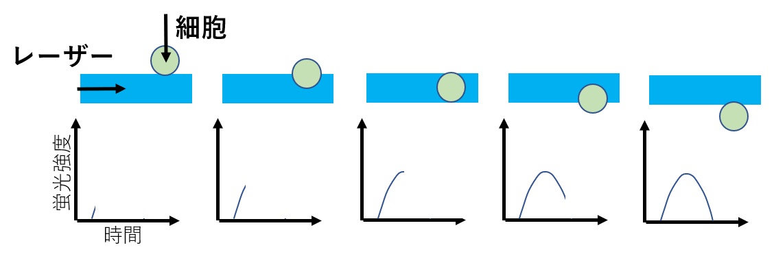 光信号の電気信号への変換・ダブレット除去 [FACS] | 内科医・歯科医3Dナカノ